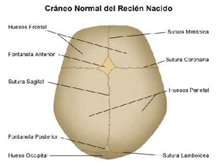 Las fontanelas del bebé: qué debo saber